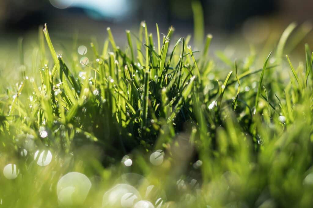 How to Choose the Right Sod or Grass Type for Your Lawn: A Complete ...